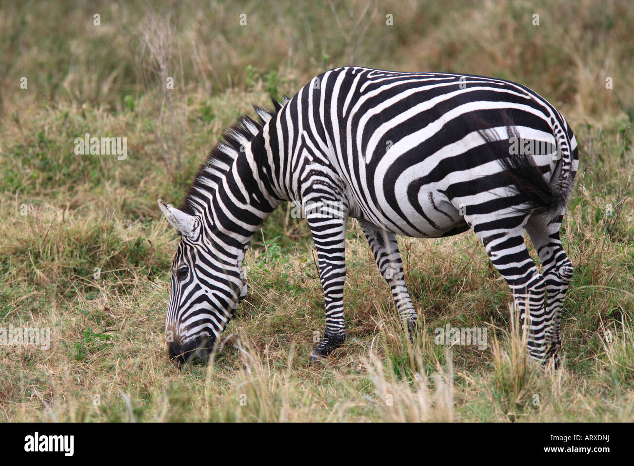 Kenyan mammals hi-res stock photography and images - Alamy