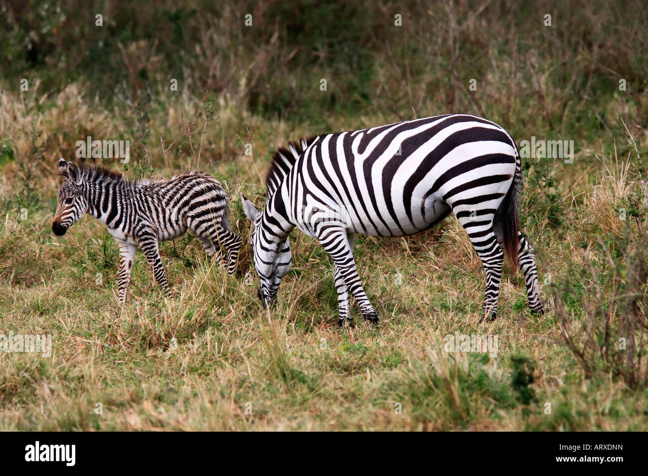 The Grevy s zebra (Equus grevyi), sometimes known as the imperial zebra ...