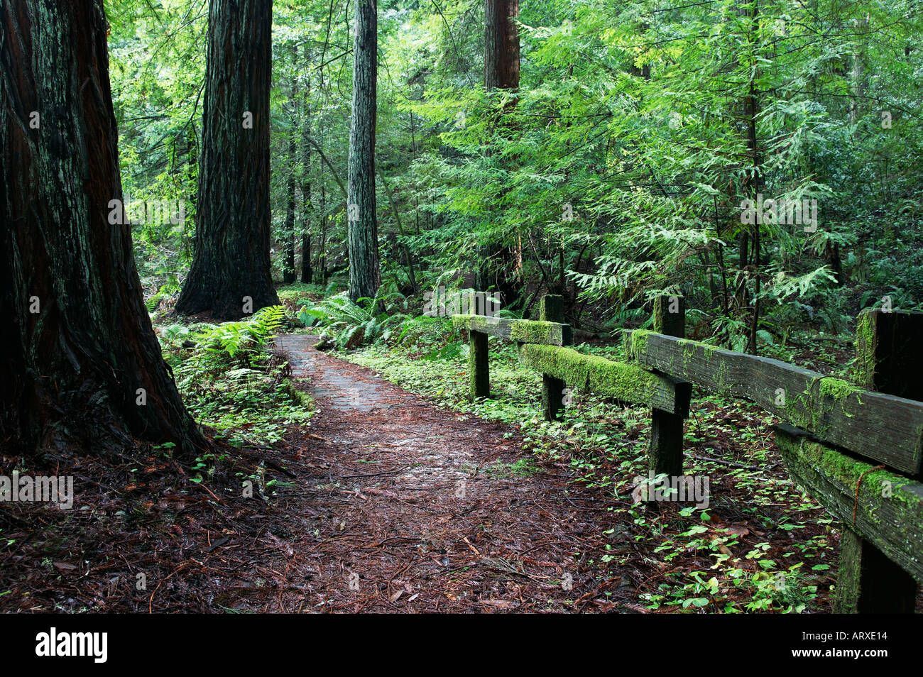 Path through lush California Redwoods Stock Photo - Alamy