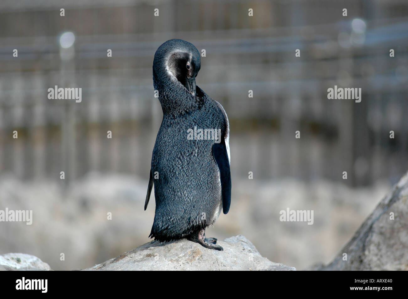 Penguin at Santander zoo Stock Photo - Alamy