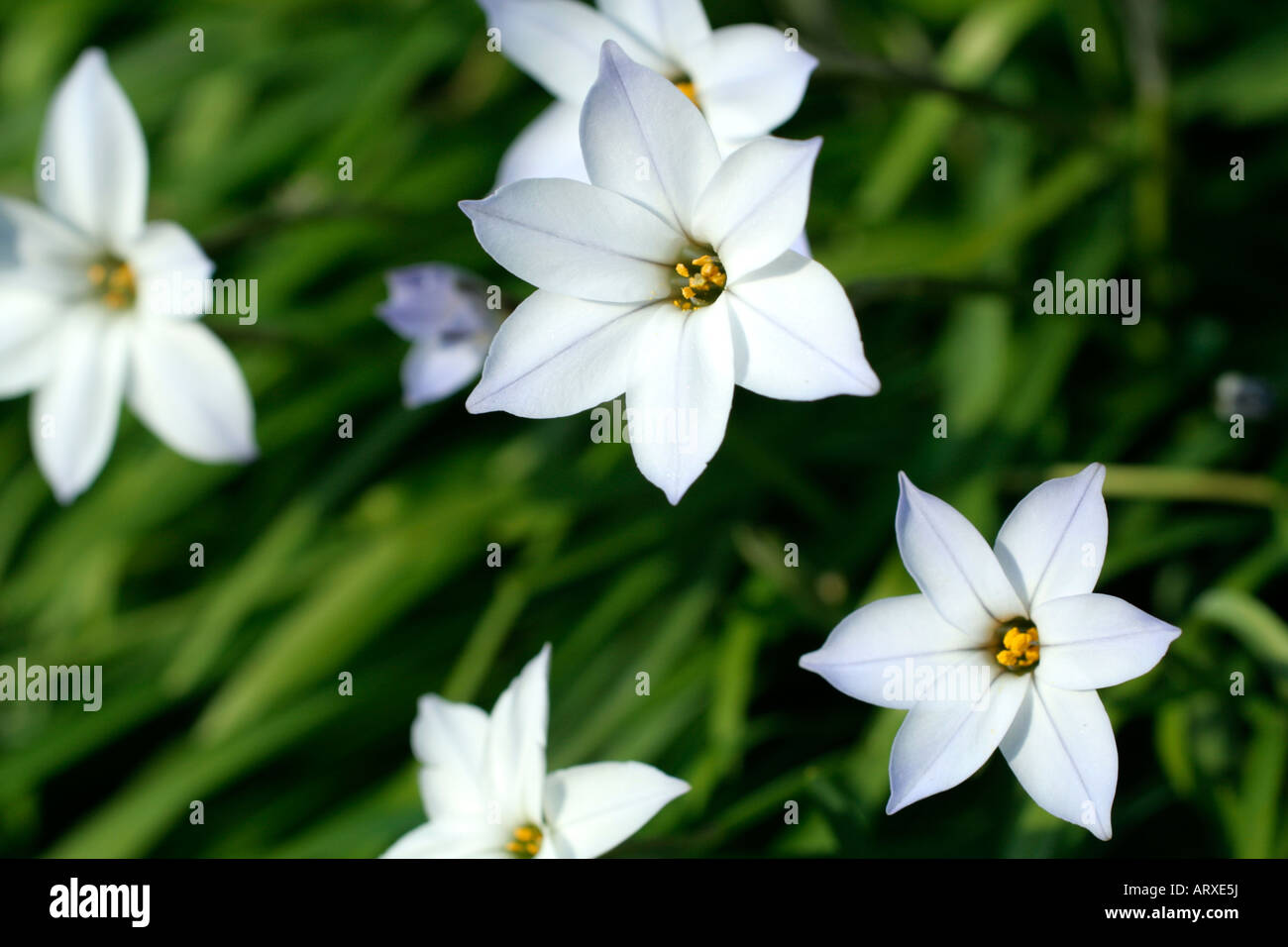 Ipheion hi-res stock photography and images - Alamy