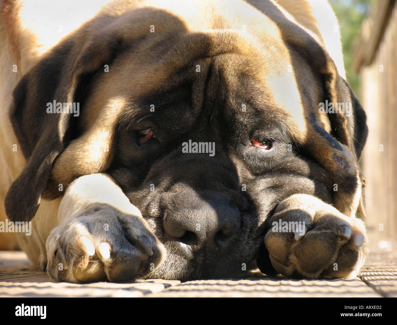 Mastif hi-res stock photography and images - Alamy