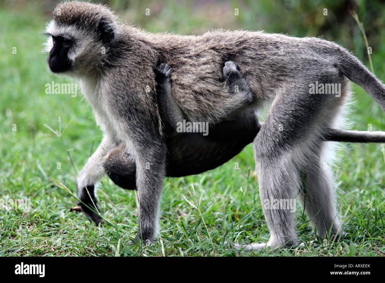 female and mother Vervet Monkey Chlorocebus with juvenile in the masai ...