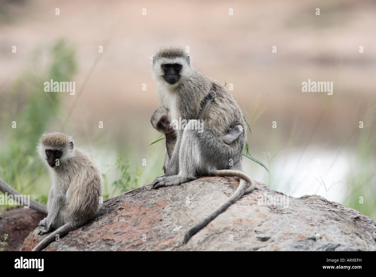 female and mother Vervet Monkey Chlorocebus with juvenile in the masai ...