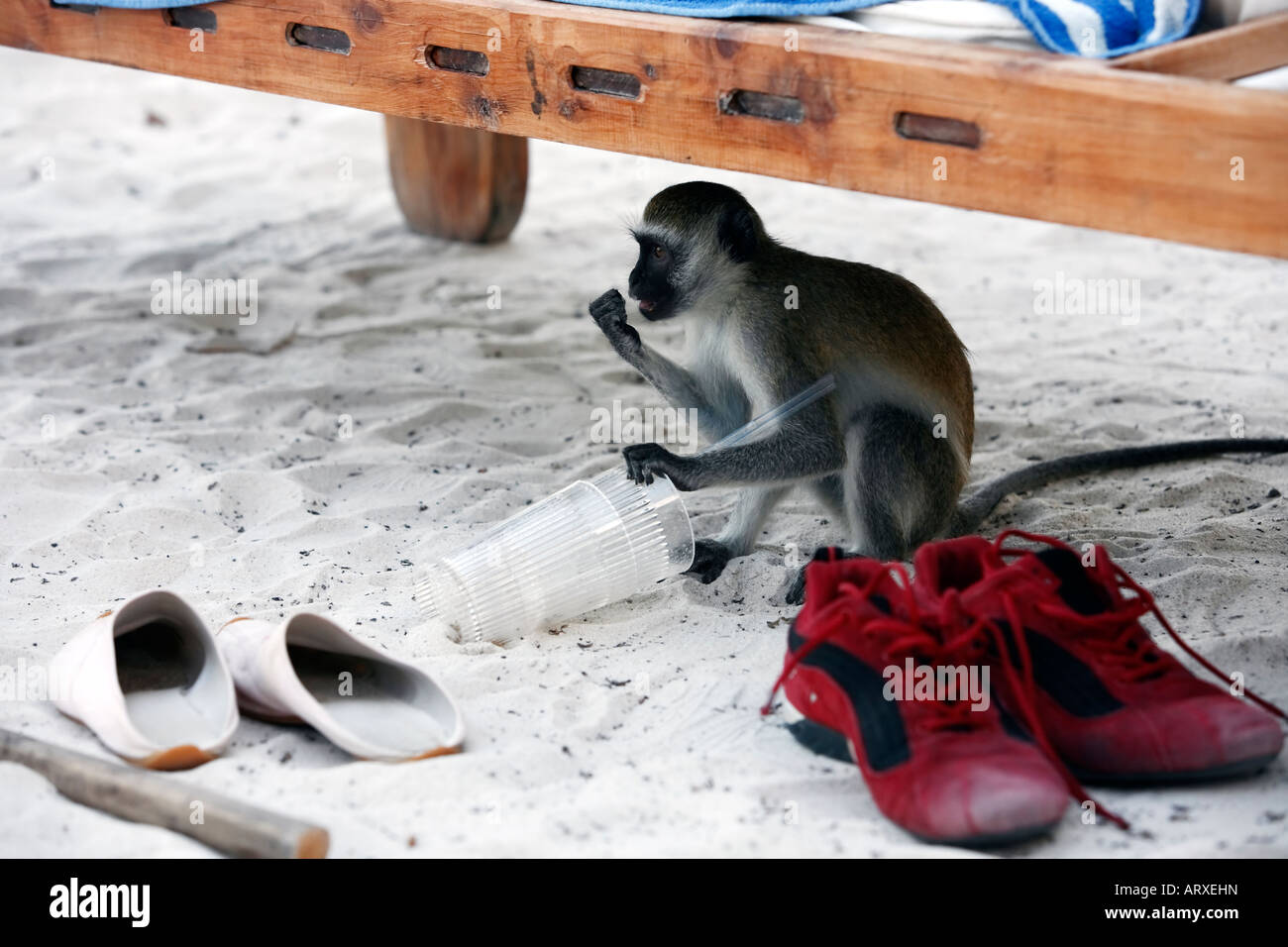 Monkey stealing food hi-res stock photography and images - Alamy