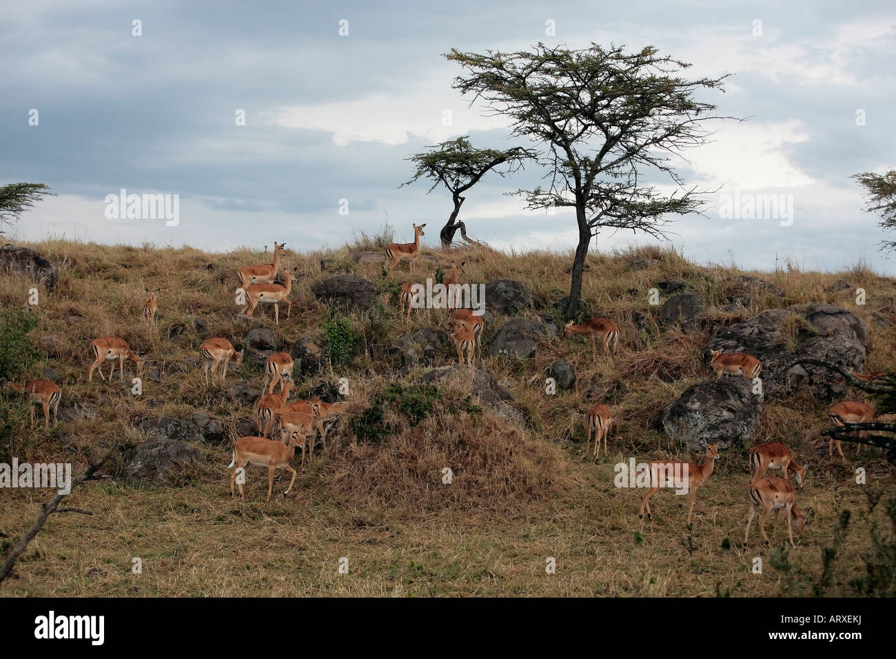 Kenyan antelopes hi-res stock photography and images - Alamy