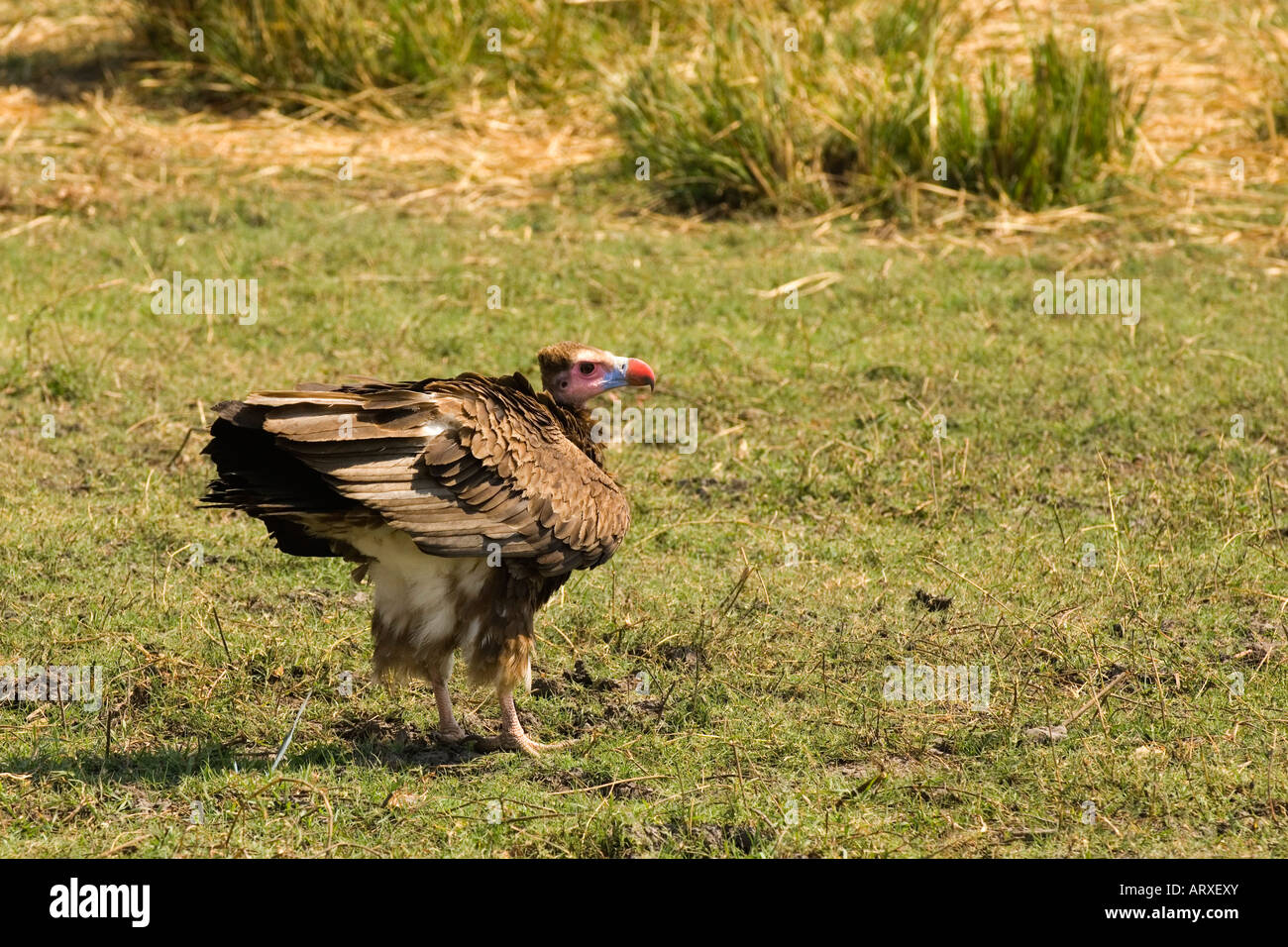 Volture High Resolution Stock Photography and Images - Alamy