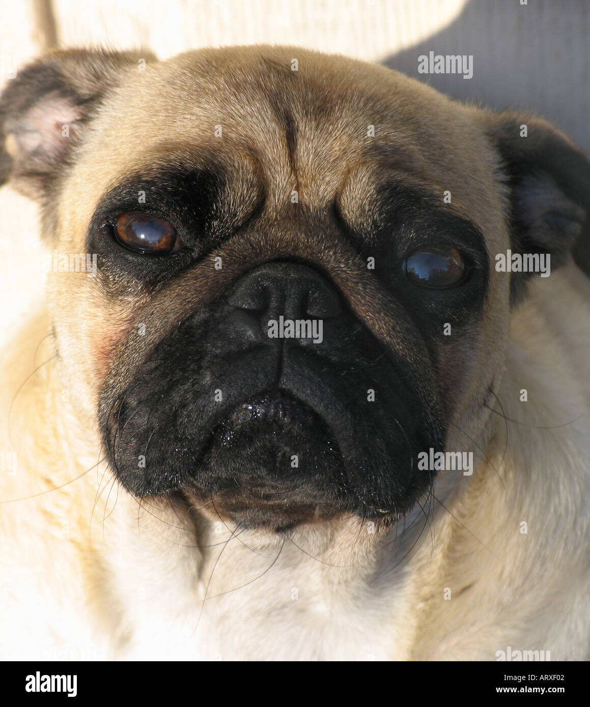 Quizzical hi-res stock photography and images - Alamy