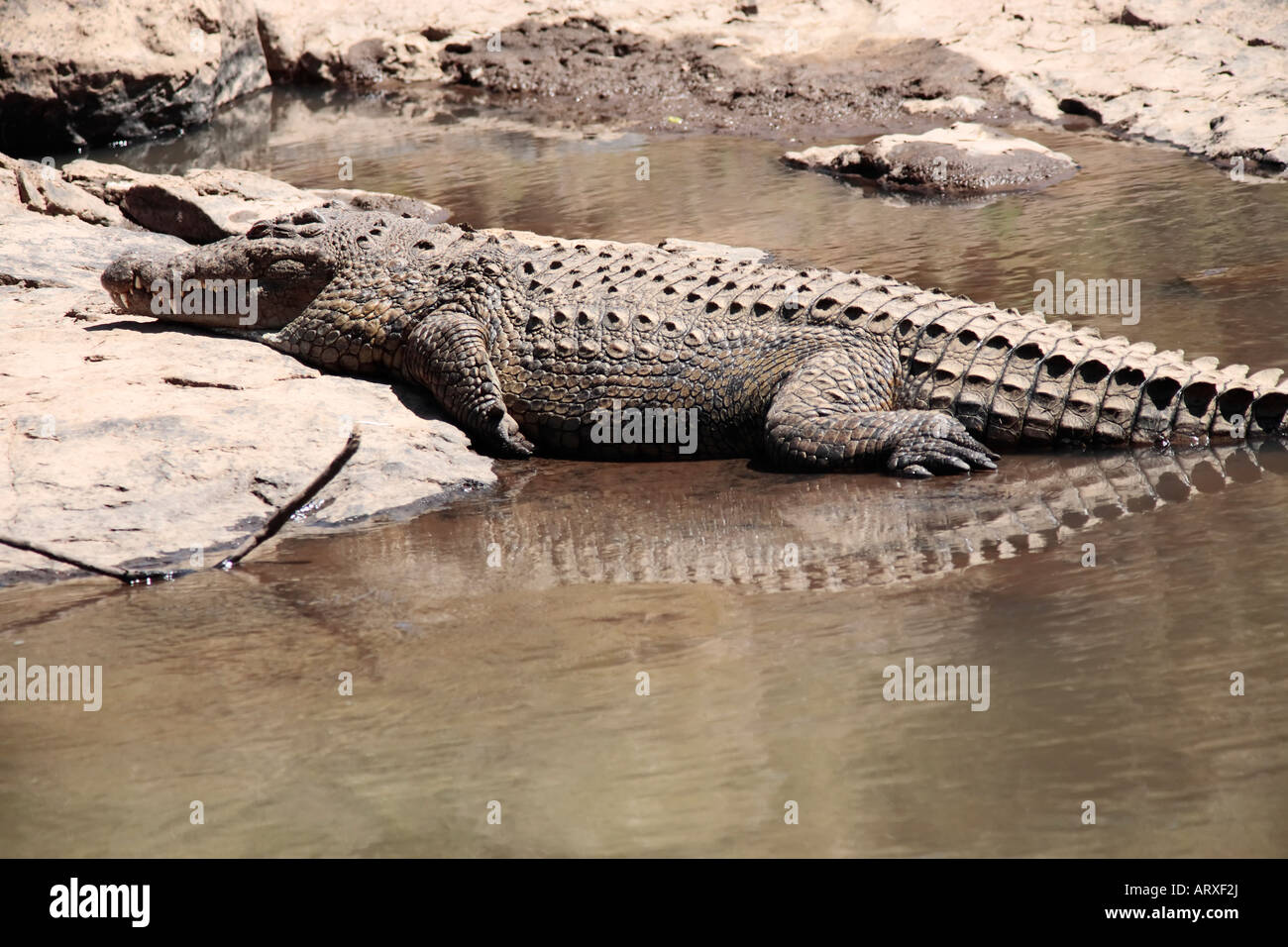 Crocodile crocodylidae hi-res stock photography and images - Alamy