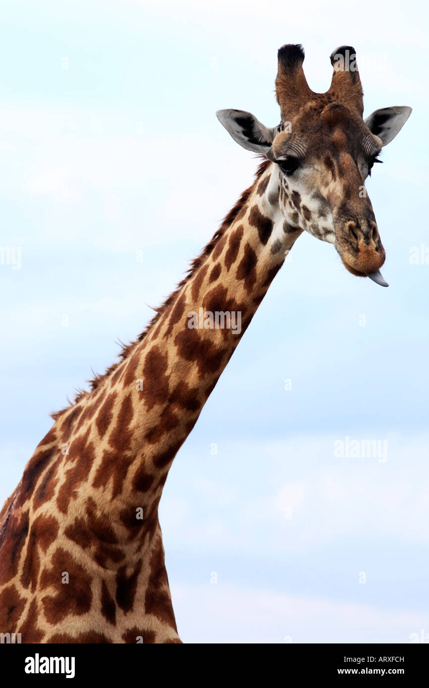 Masai or Kilimanjaro Giraffe Giraffidae grazing in the beautiful plains ...