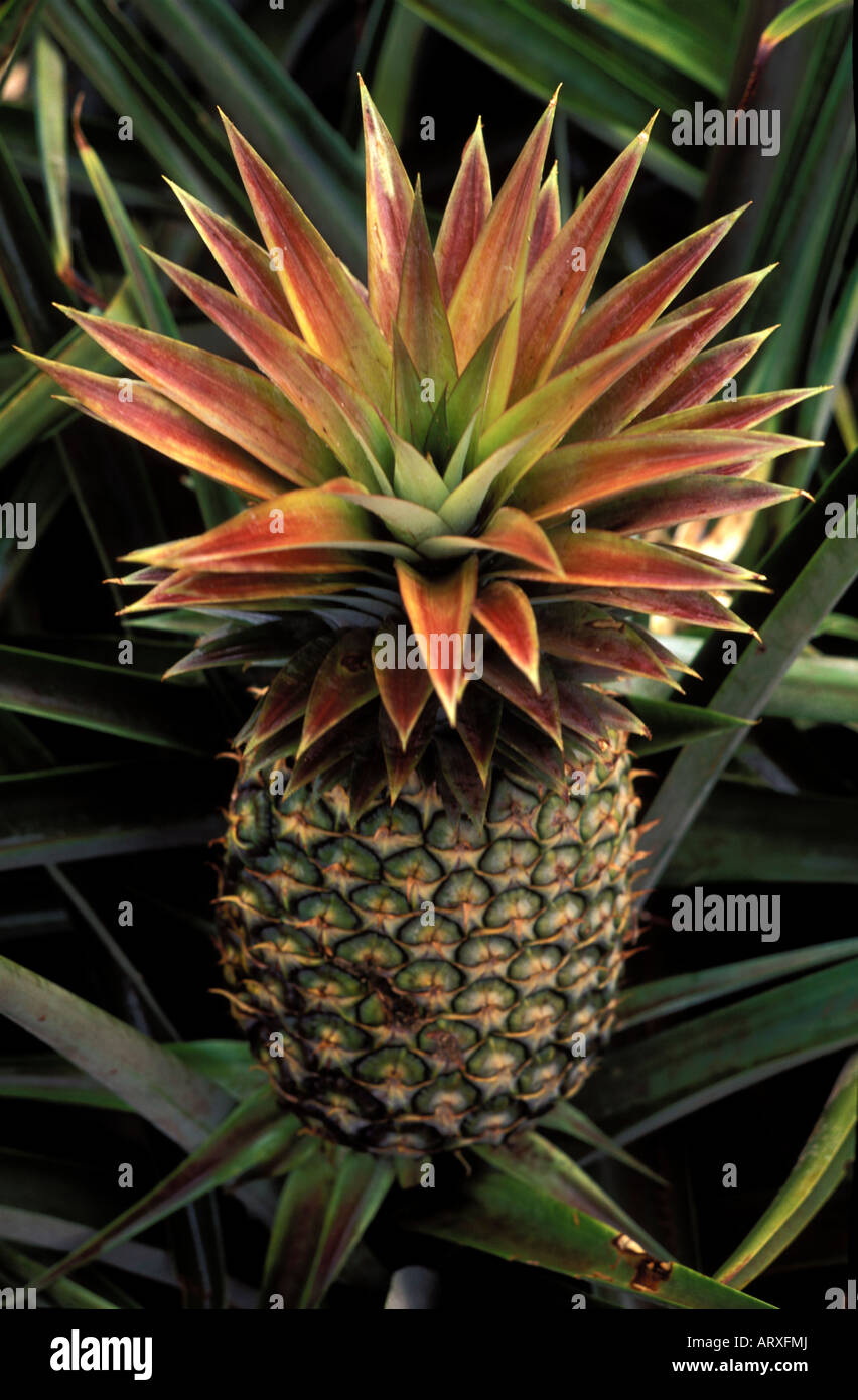 Close up of pineapple plant on island of oahu Stock Photo - Alamy