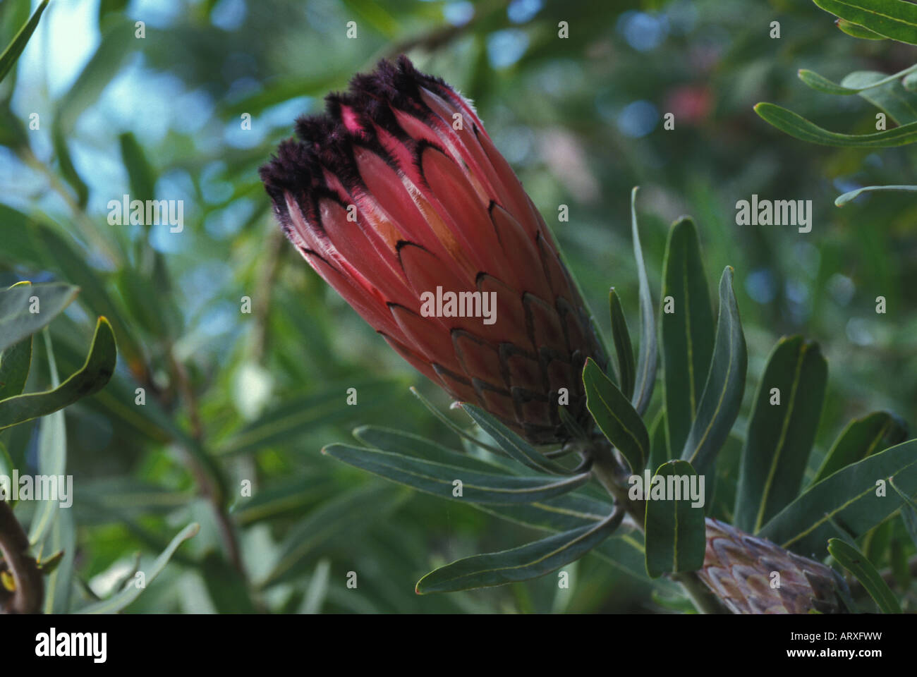 Pink mink protea flower Stock Photo - Alamy