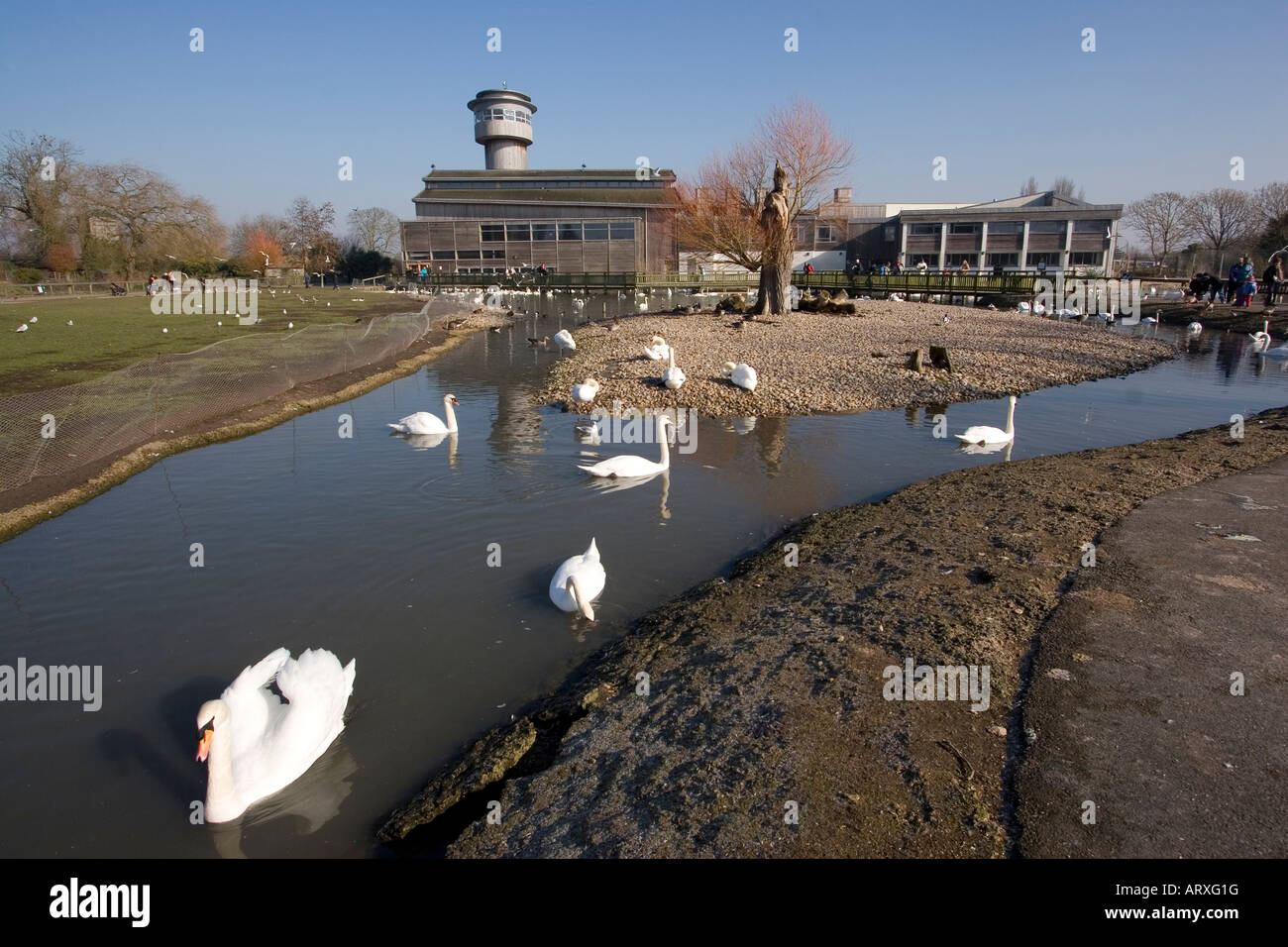 Slimbridge Wildfowl and Wetland Trust Gloucestershire England Stock ...
