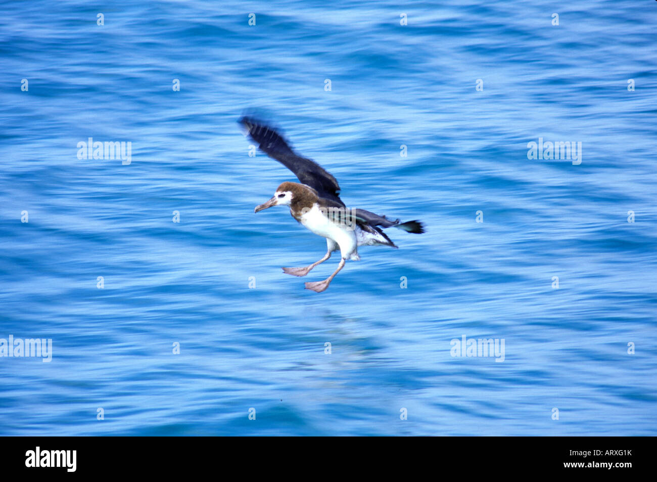 Gooney Birds High Resolution Stock Photography and Images - Alamy