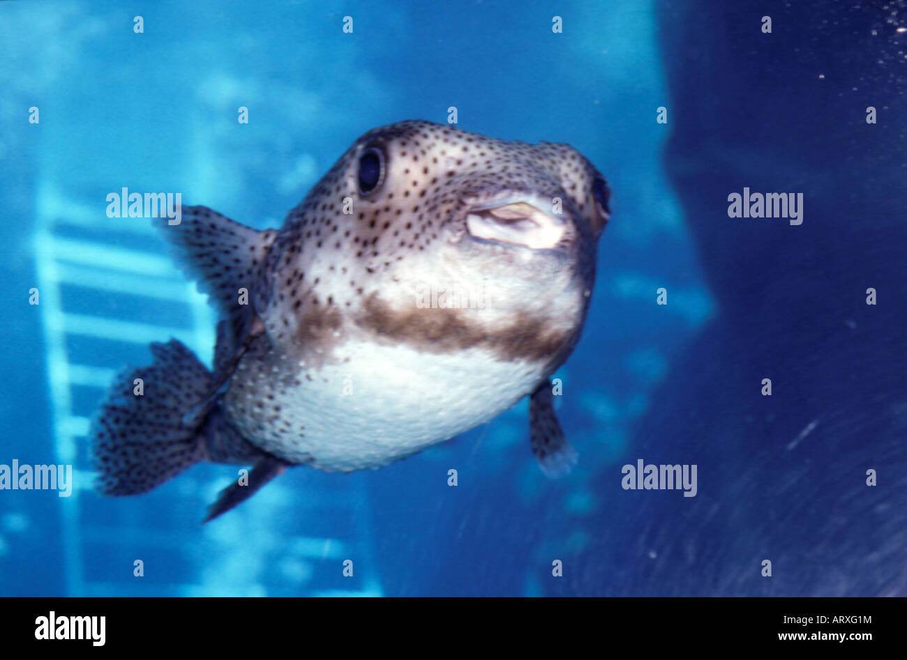 Smiling Puffer Fish