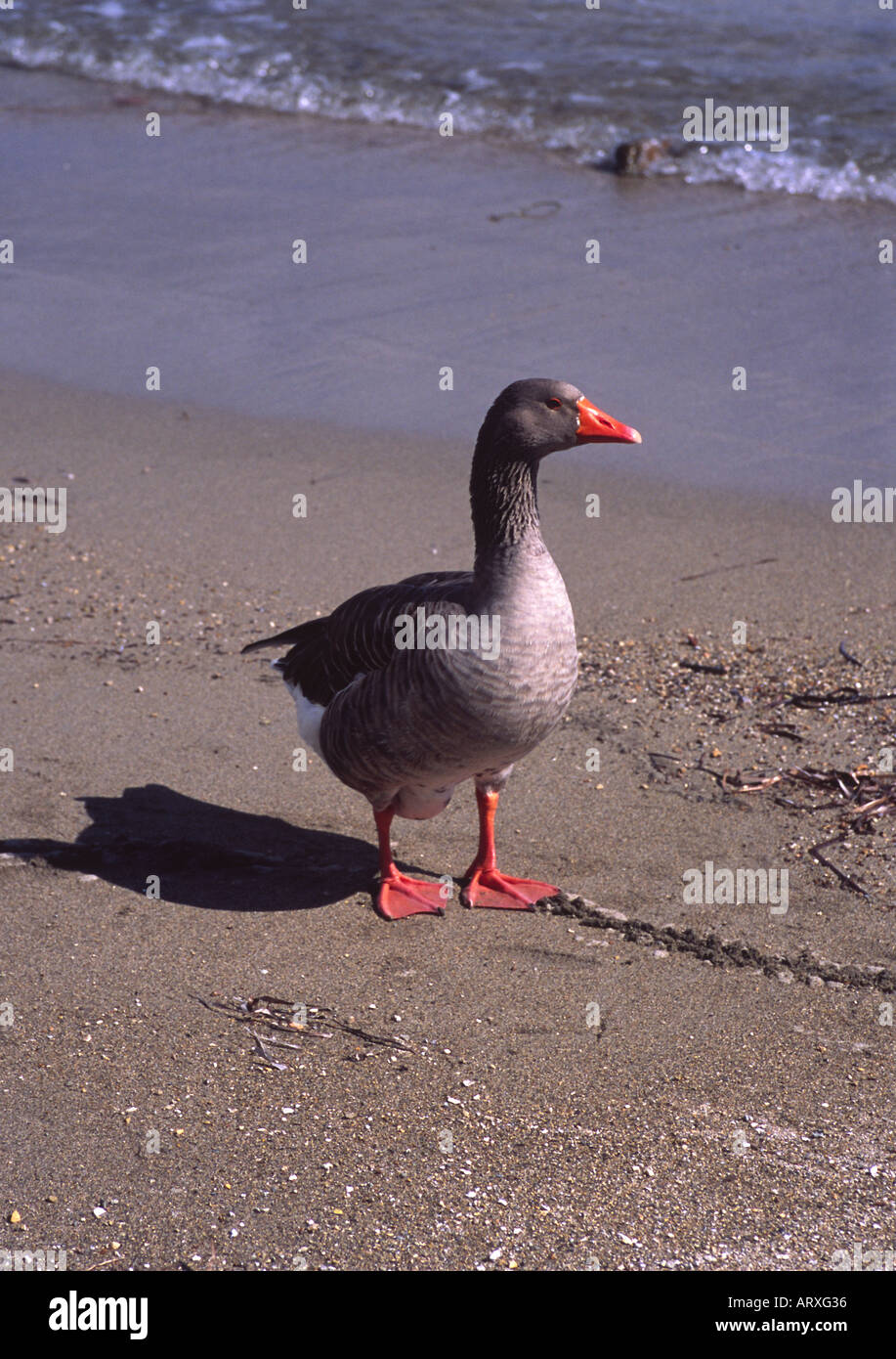 Wild goose cafe hi-res stock photography and images - Alamy