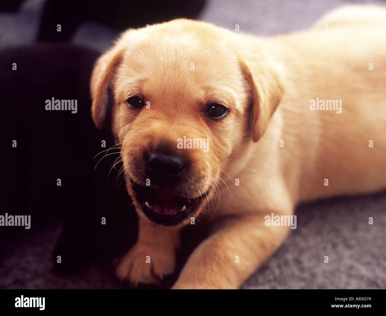 Pale labrador puppy Stock Photo - Alamy
