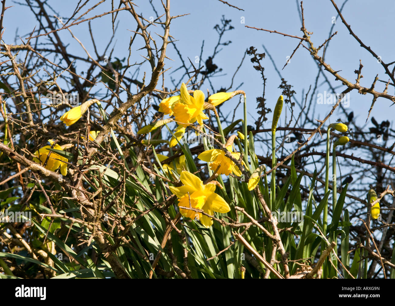 Thorn bushes hi-res stock photography and images - Alamy
