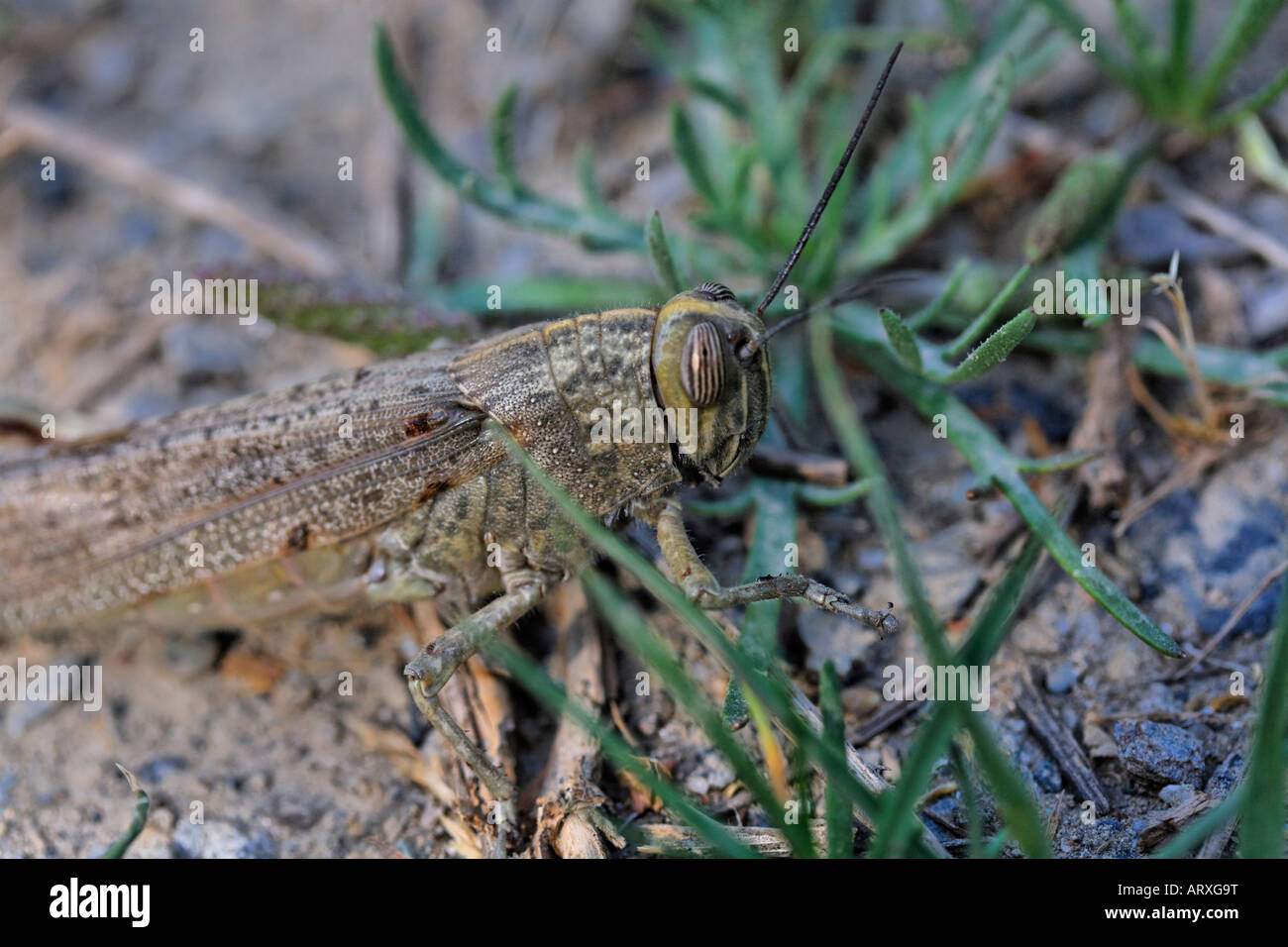 Egyptian Grasshopper Grasshoppers Anacridium aegyptium, Heuschrecke ...