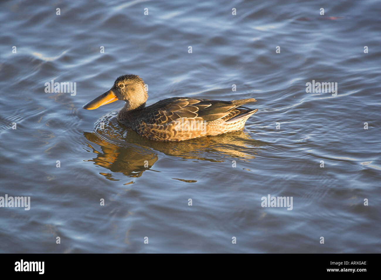 Shoveler Anas clyeata duck on inland lake Lancashire UK Stock Photo - Alamy