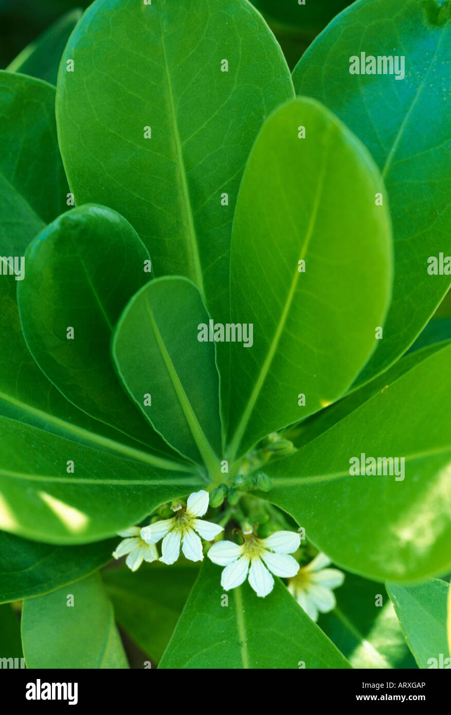 naupaka plant. A Hawaiian legend says the half-flowers represent two ...