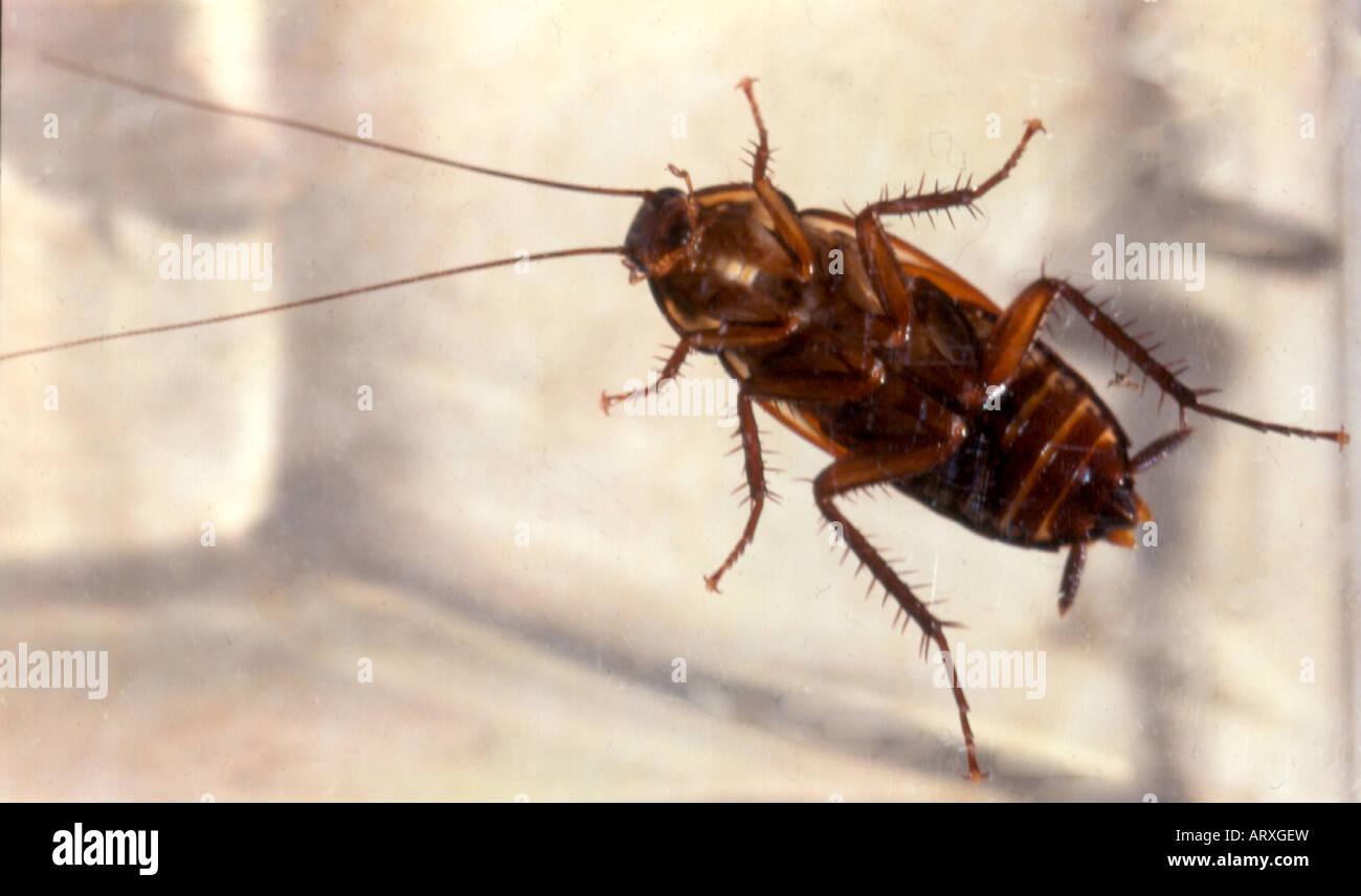 Underside of a large alien cockroach Stock Photo - Alamy