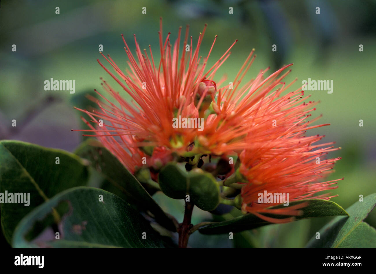 Lehua lei hi-res stock photography and images - Alamy