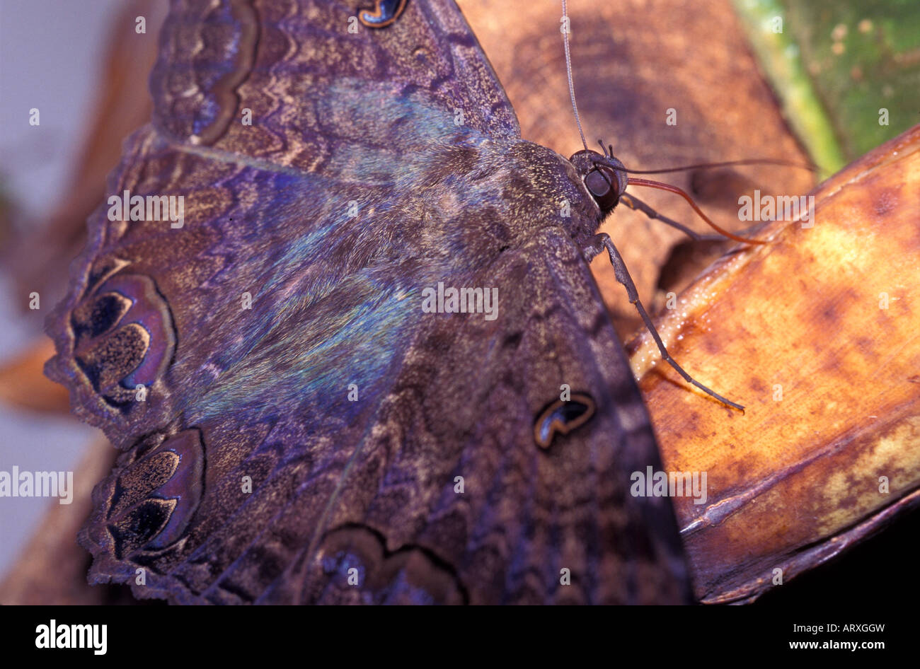 Black Witch Moth Ascalapha odorata, noctural, alien, feeding on banana ...