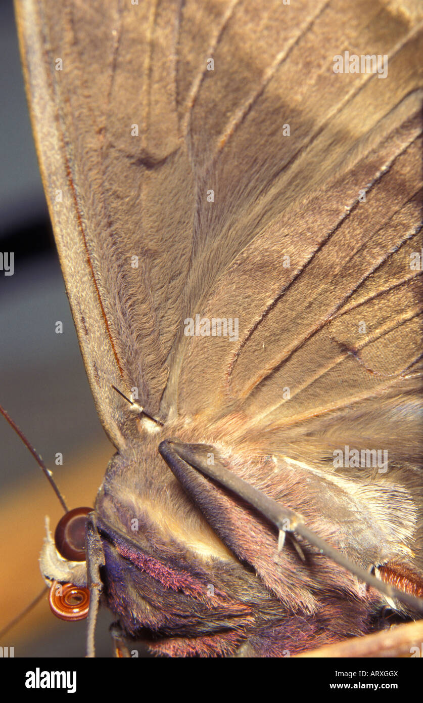 Frenulum hi-res stock photography and images - Alamy