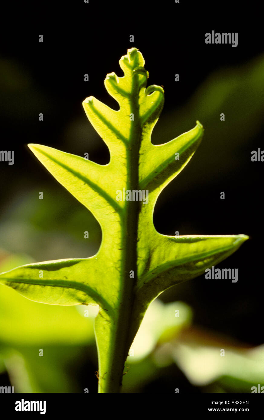 Lauae fern Phymatosorus scolopendria, used in lei making and flower ...