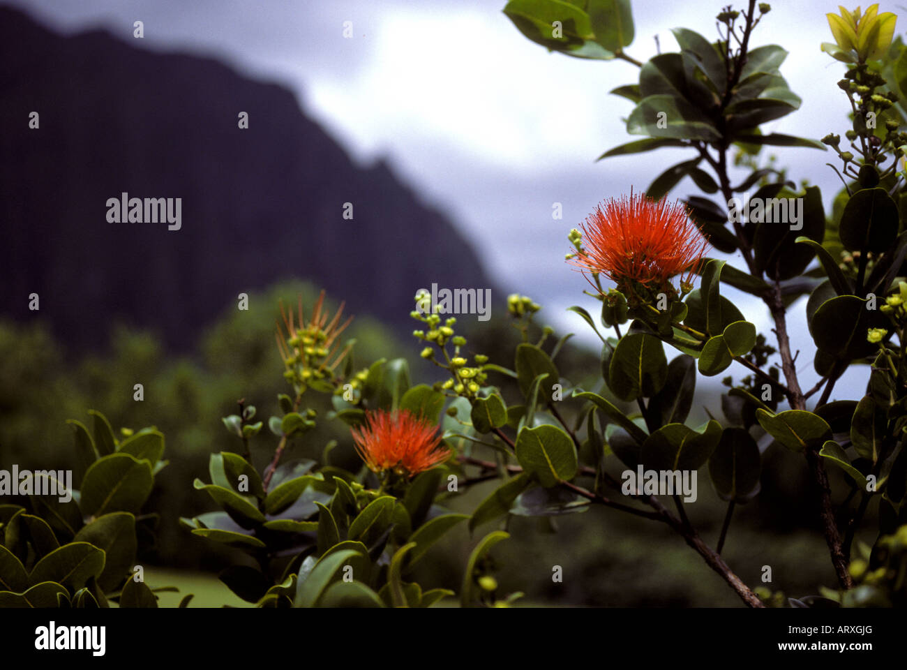 Ohia lehua bloom, Metrosideros polymorpha, Hoomaluhia park, Koolau Mts ...