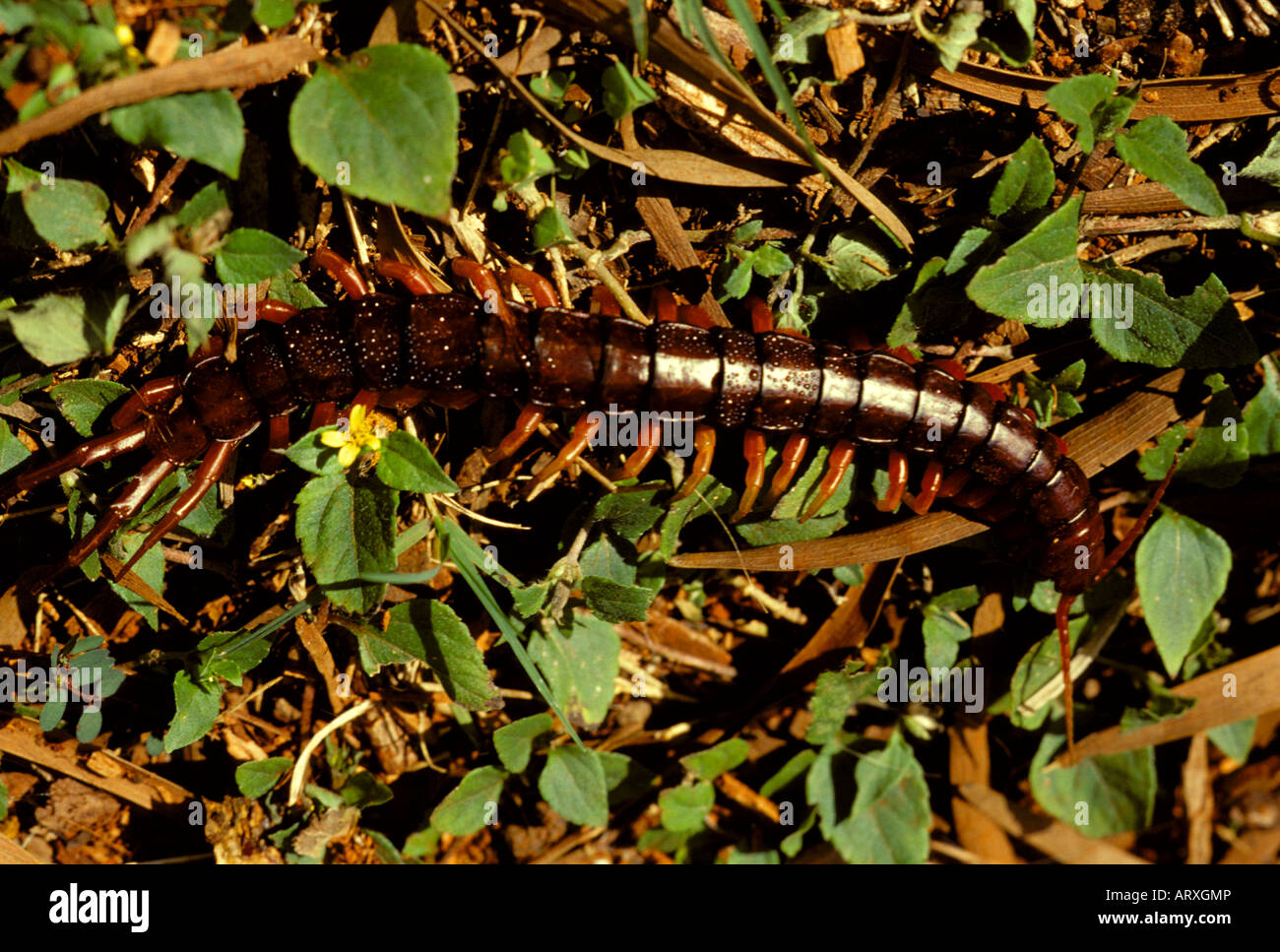 Scolopendra centipede hi-res stock photography and images - Alamy