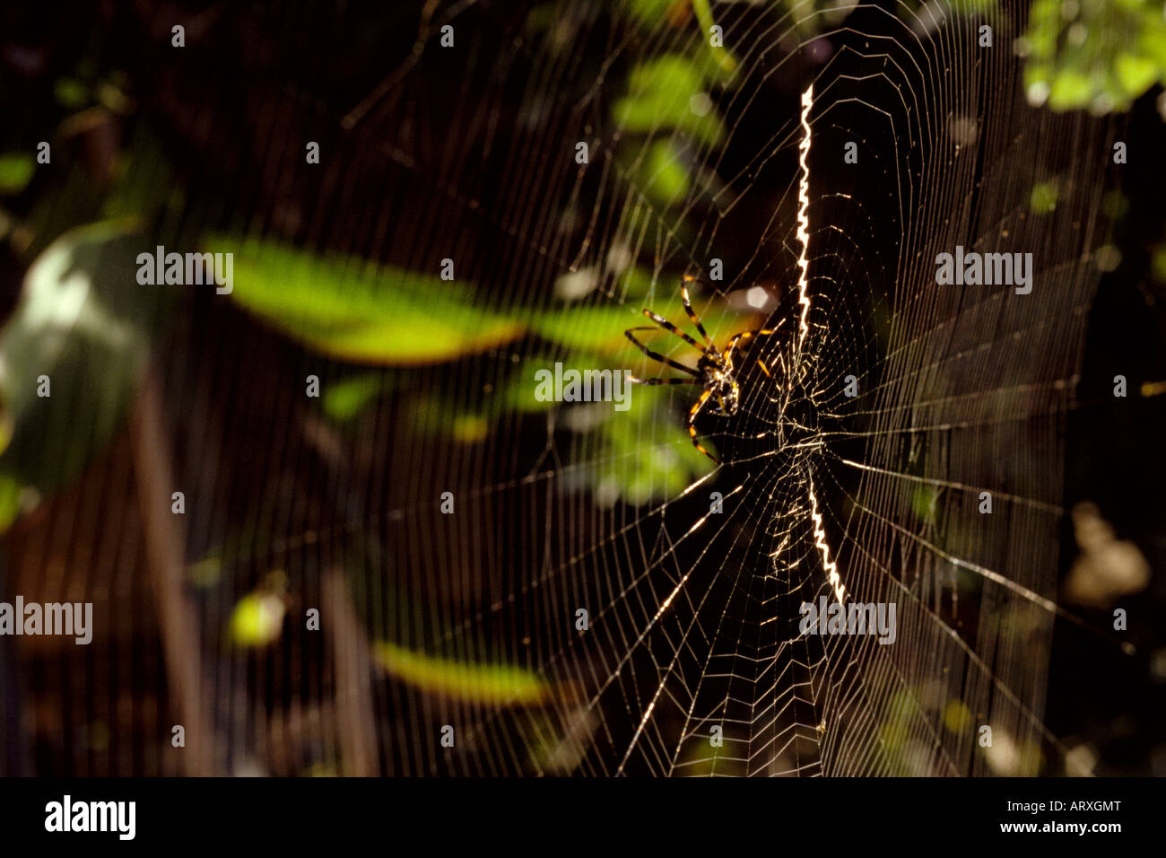 Hawaii garden spider hi-res stock photography and images - Alamy