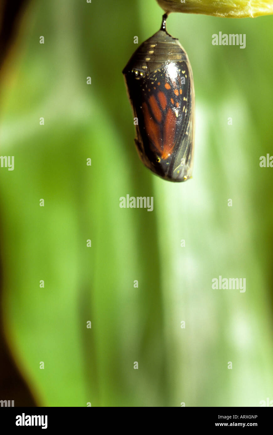 Monarch butterfly caterpillar chrysalis ready to open Danaus plexippus ...