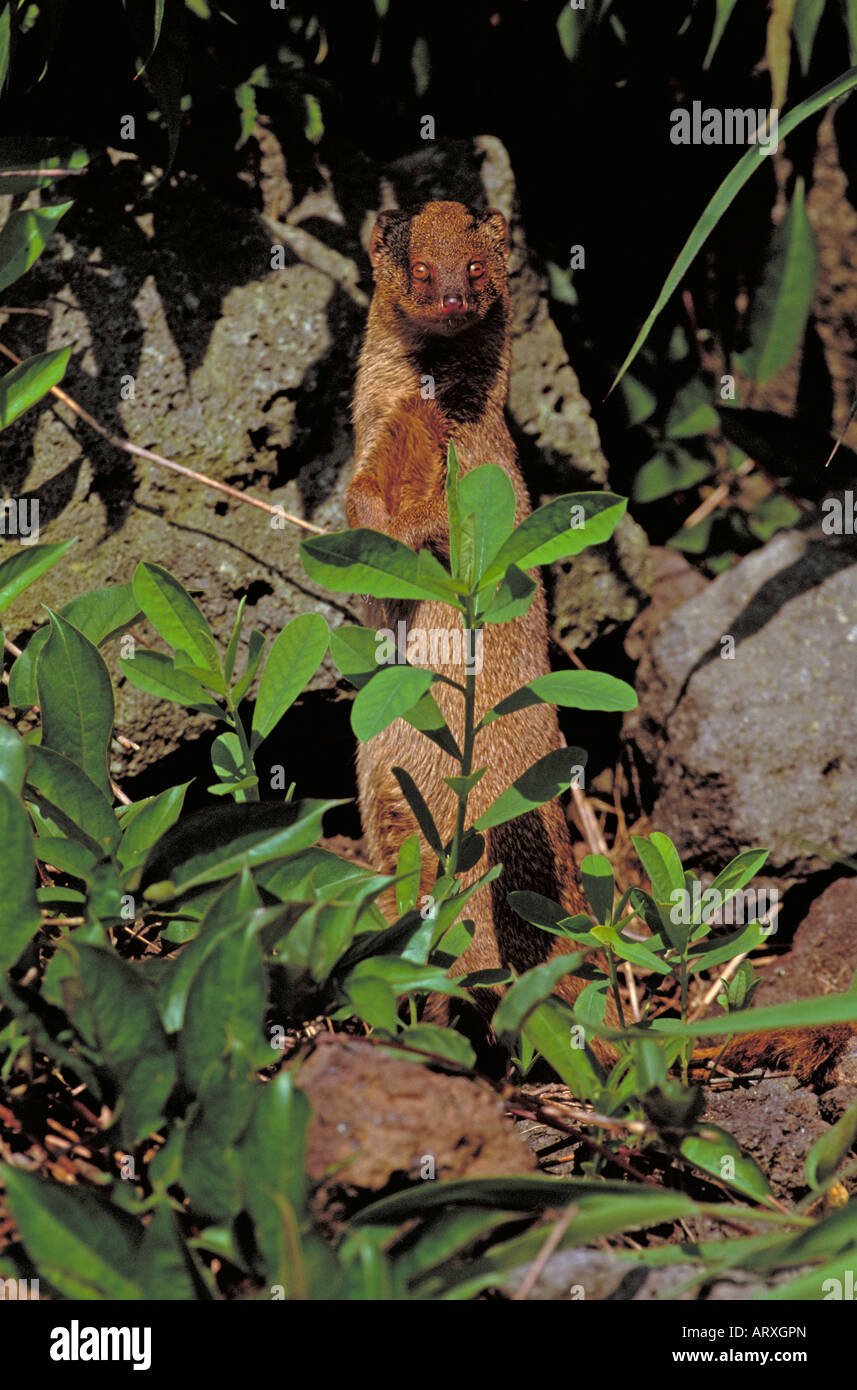 The introduced mongoose, known for eating ground lying eggs of native ...