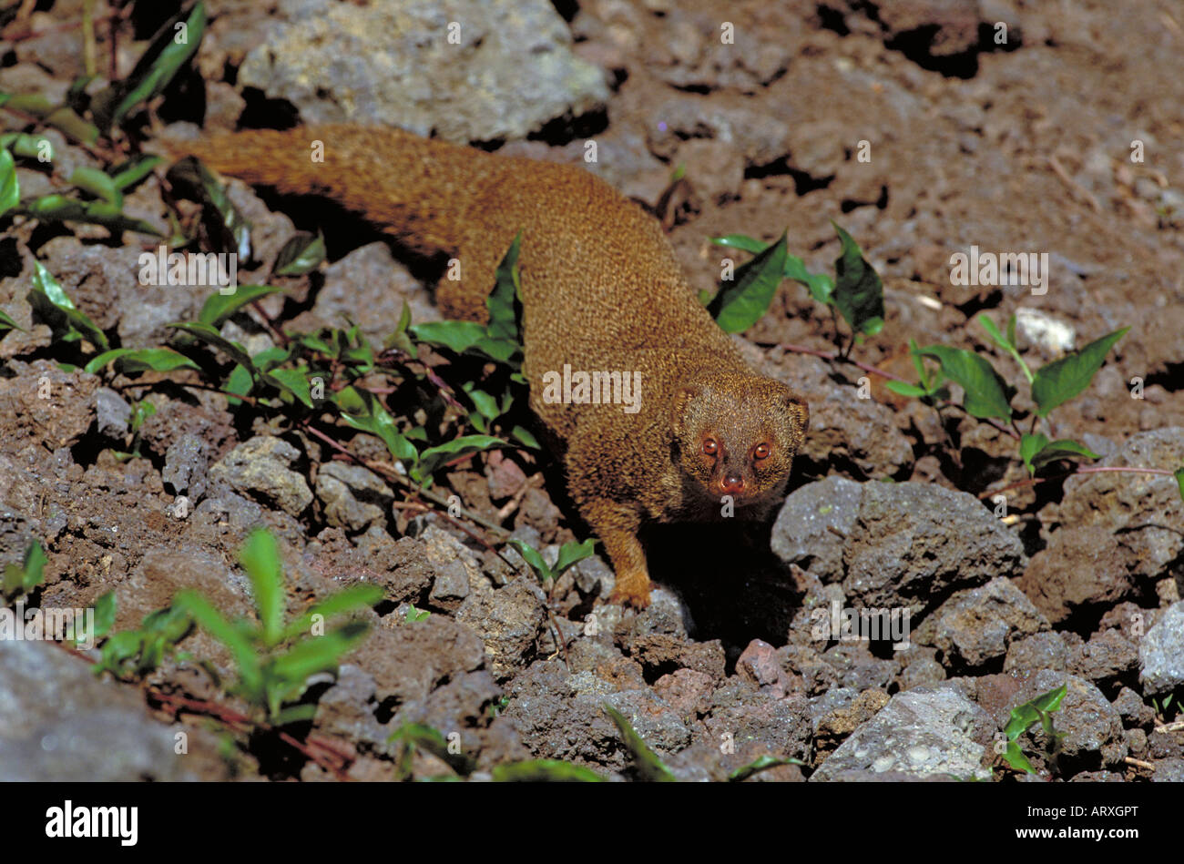 Mongoose hawaii hi-res stock photography and images - Alamy