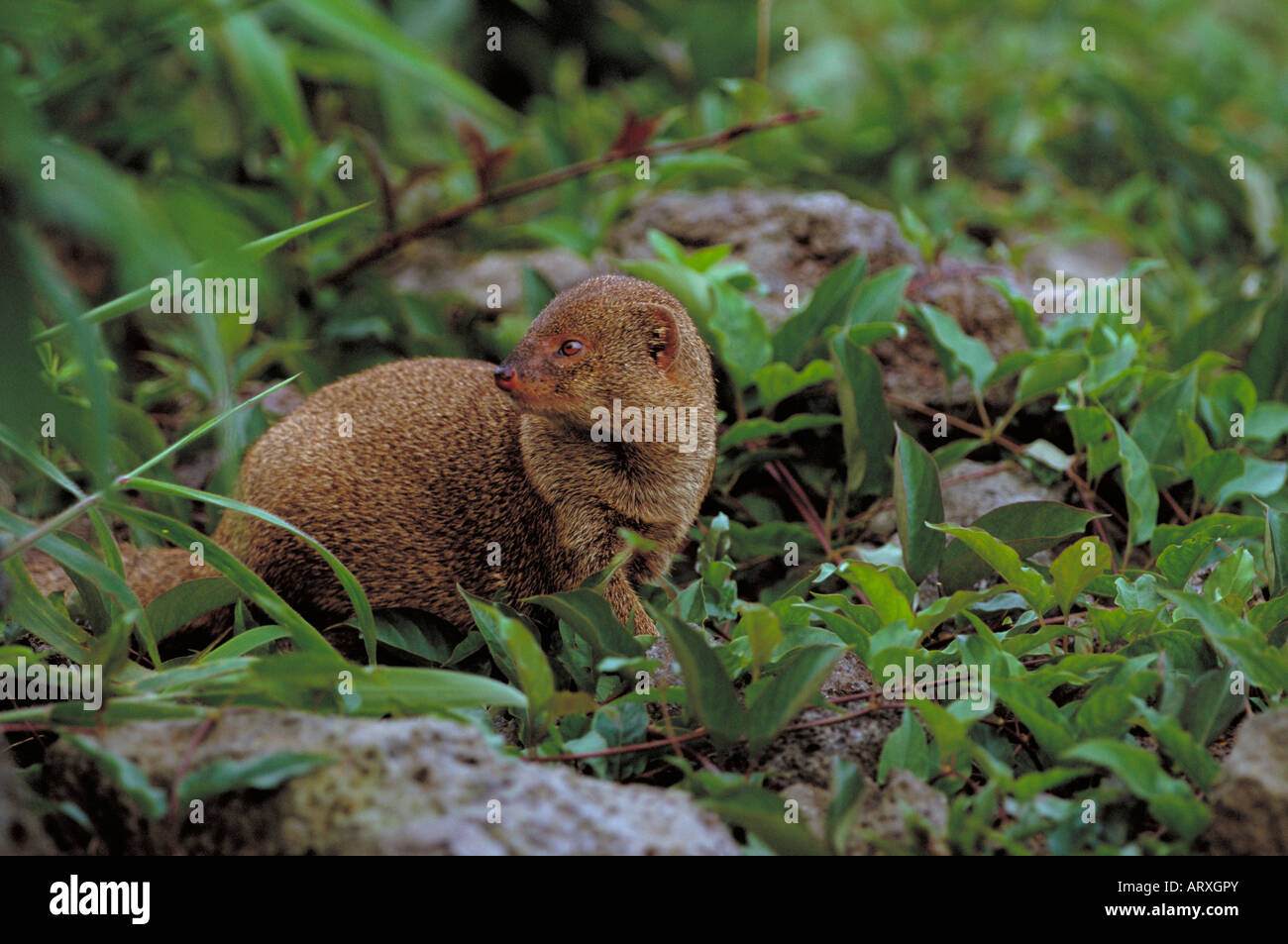 The introduced mongoose, known for eating ground lying eggs of native ...