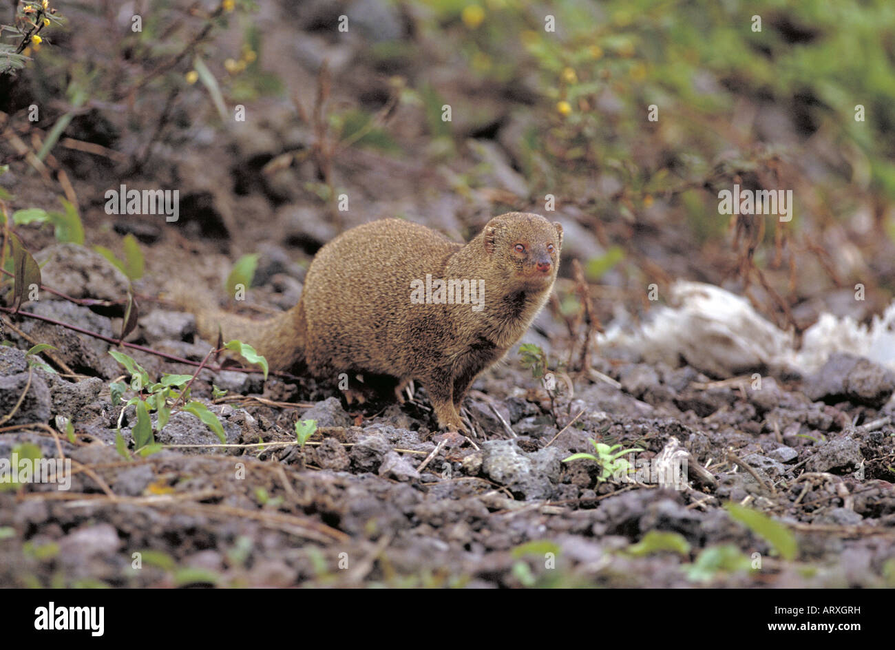 The introduced mongoose, known for eating ground lying eggs of native ...