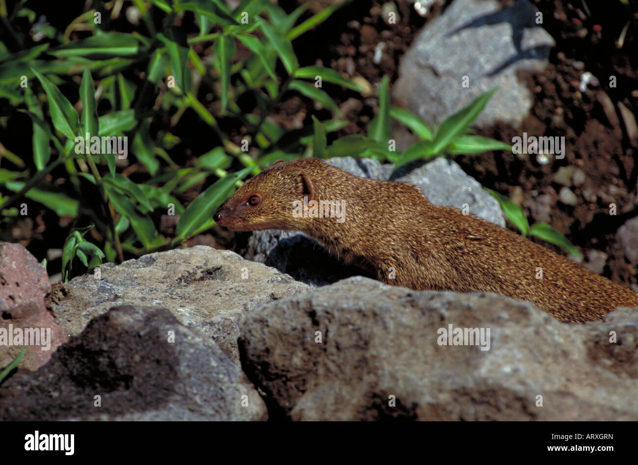 The introduced mongoose, known for eating ground lying eggs of native ...