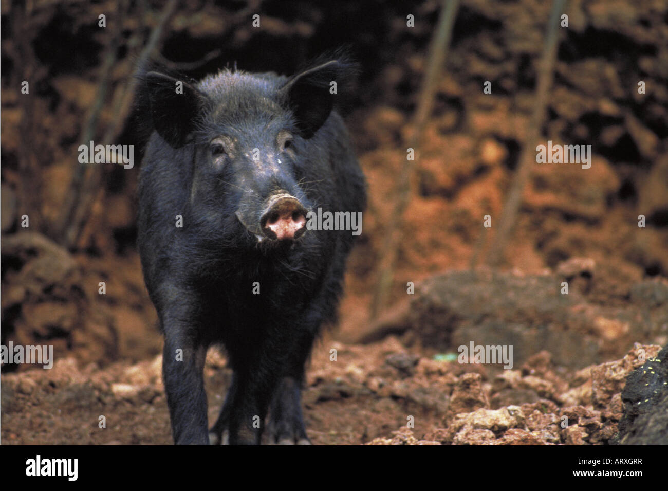 Hawaiian pig hi-res stock photography and images - Alamy