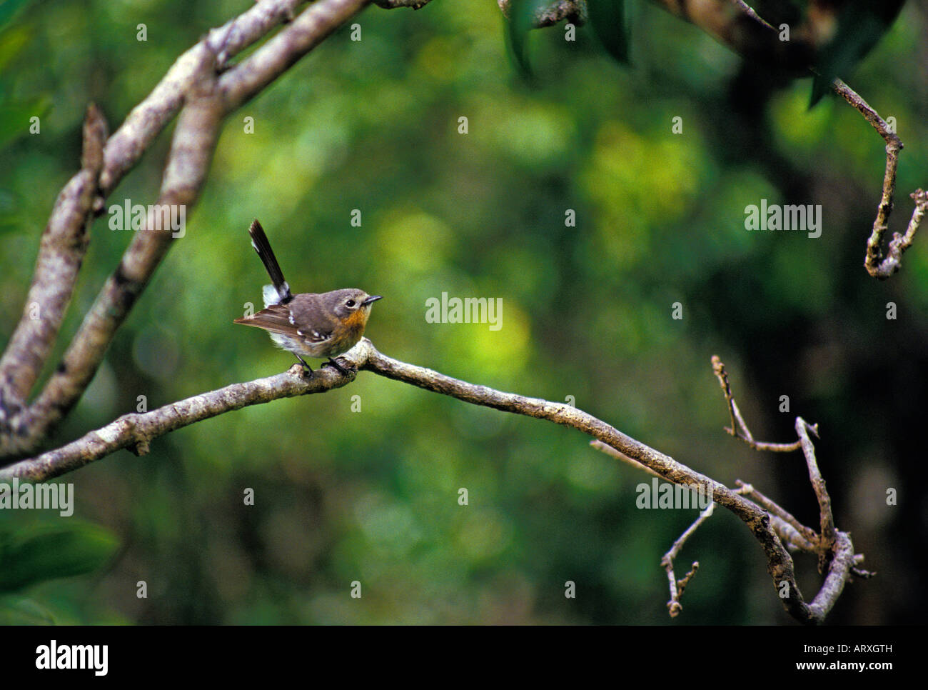 Native Hawaiian bird Elepaio,(chasiempis sandwichensis Stock Photo - Alamy