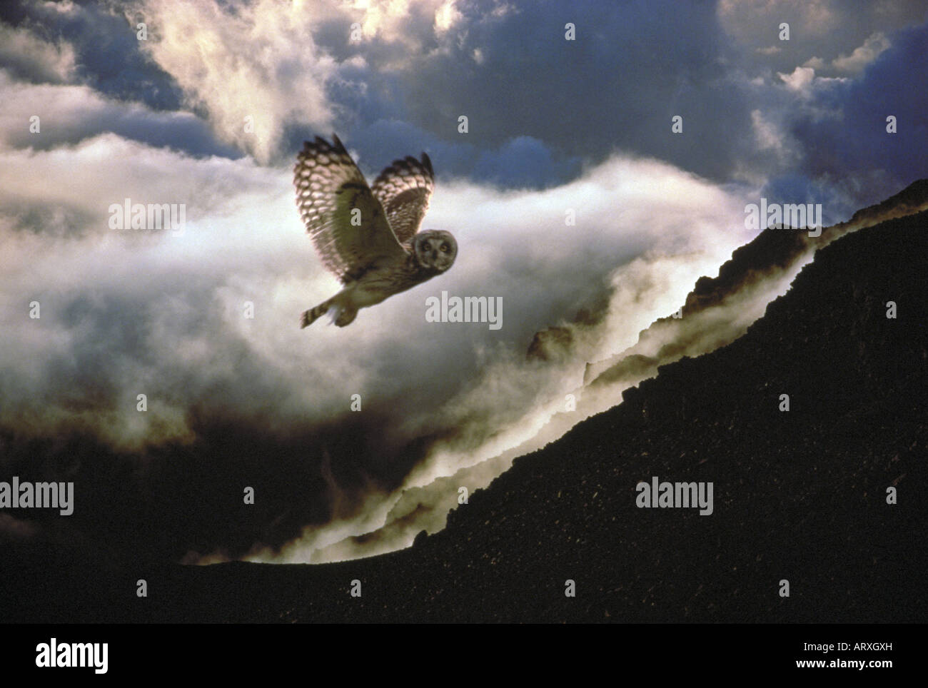 Pueo High Resolution Stock Photography and Images - Alamy