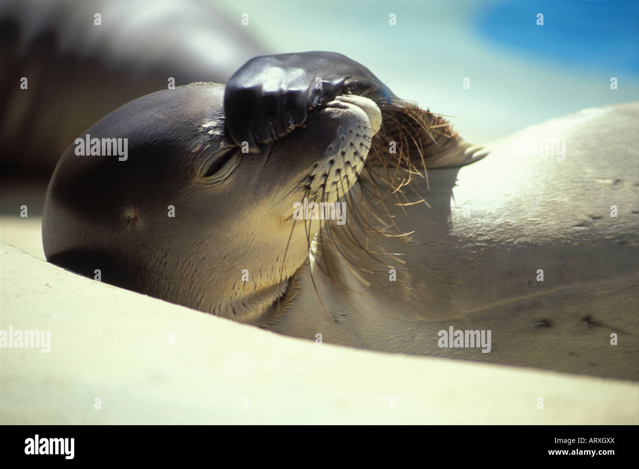Endangered Hawaiian monk seal with flipper over face Stock Photo - Alamy