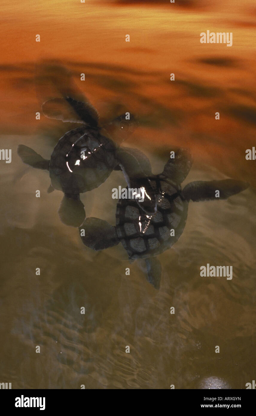 Baby green sea turtles Stock Photo - Alamy