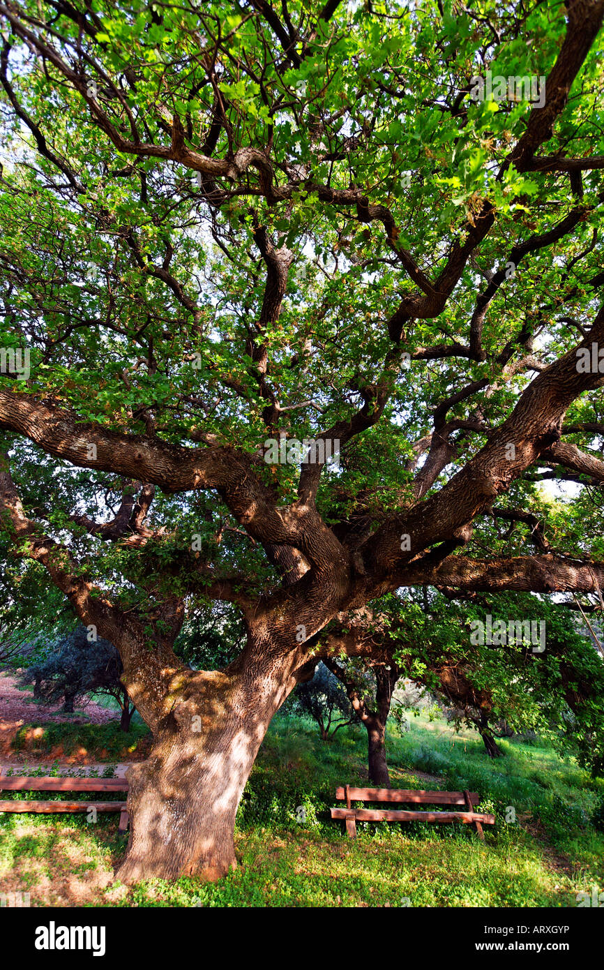 Very old Oak tree Stock Photo - Alamy