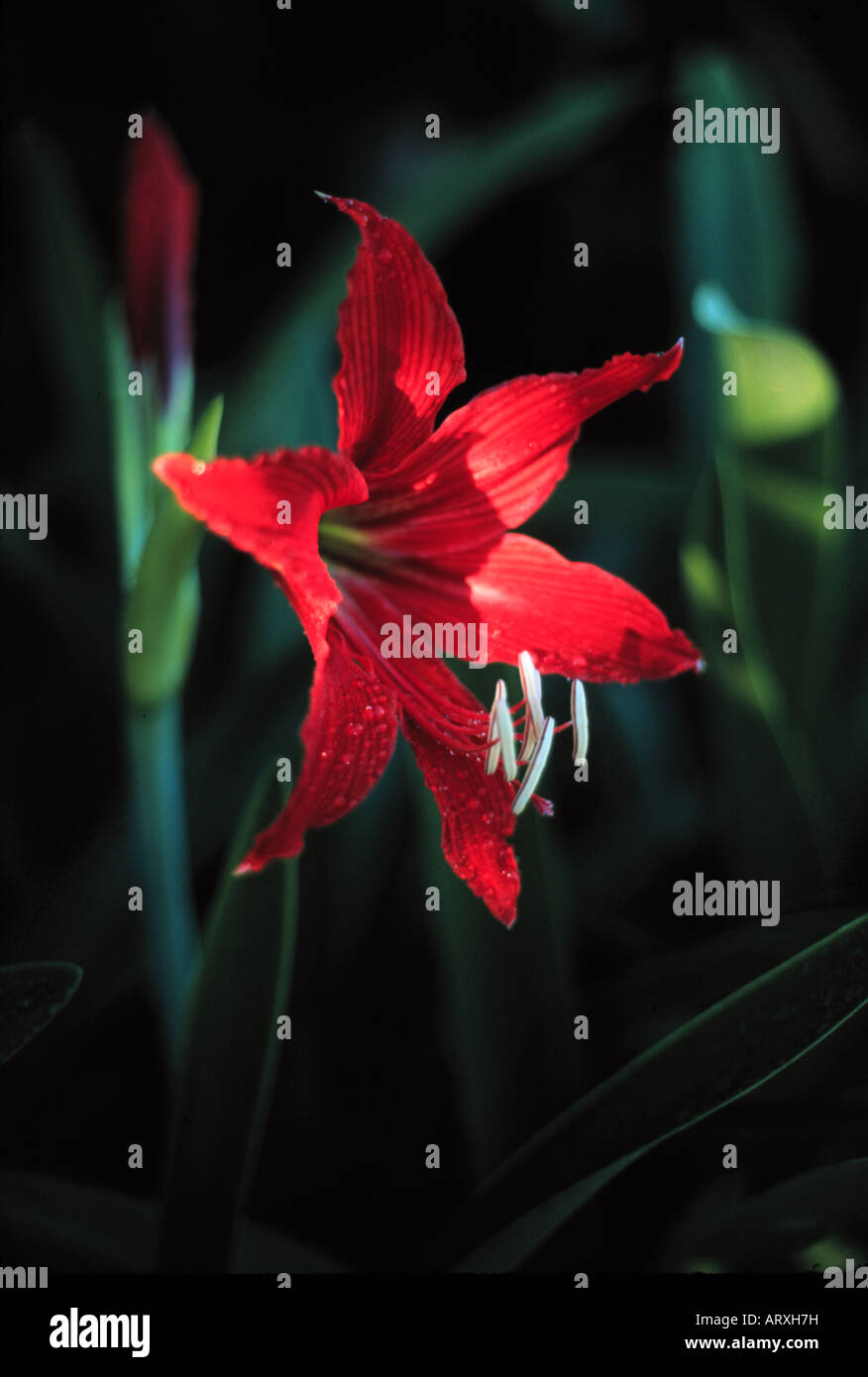 Red lily in morning light Stock Photo - Alamy