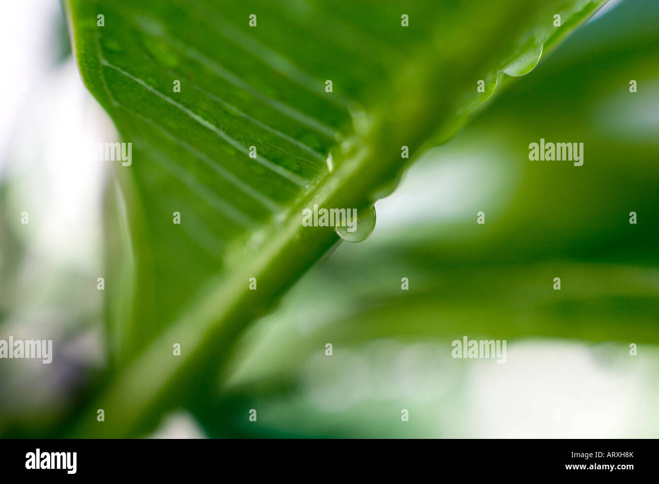 Bottom of the leaf hi-res stock photography and images - Alamy