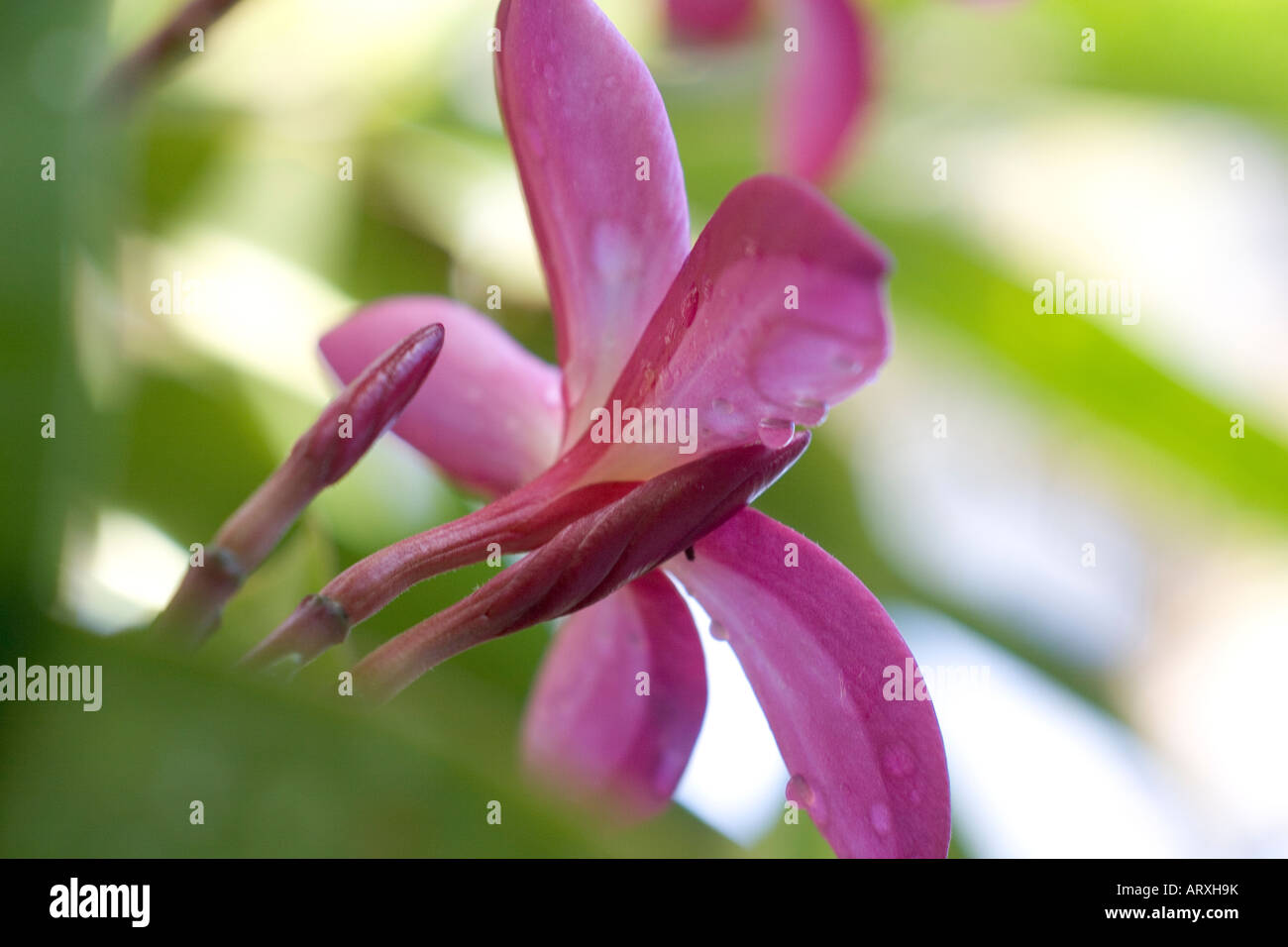 Pink plumeria, back view (frangipani, pua melia Stock Photo - Alamy