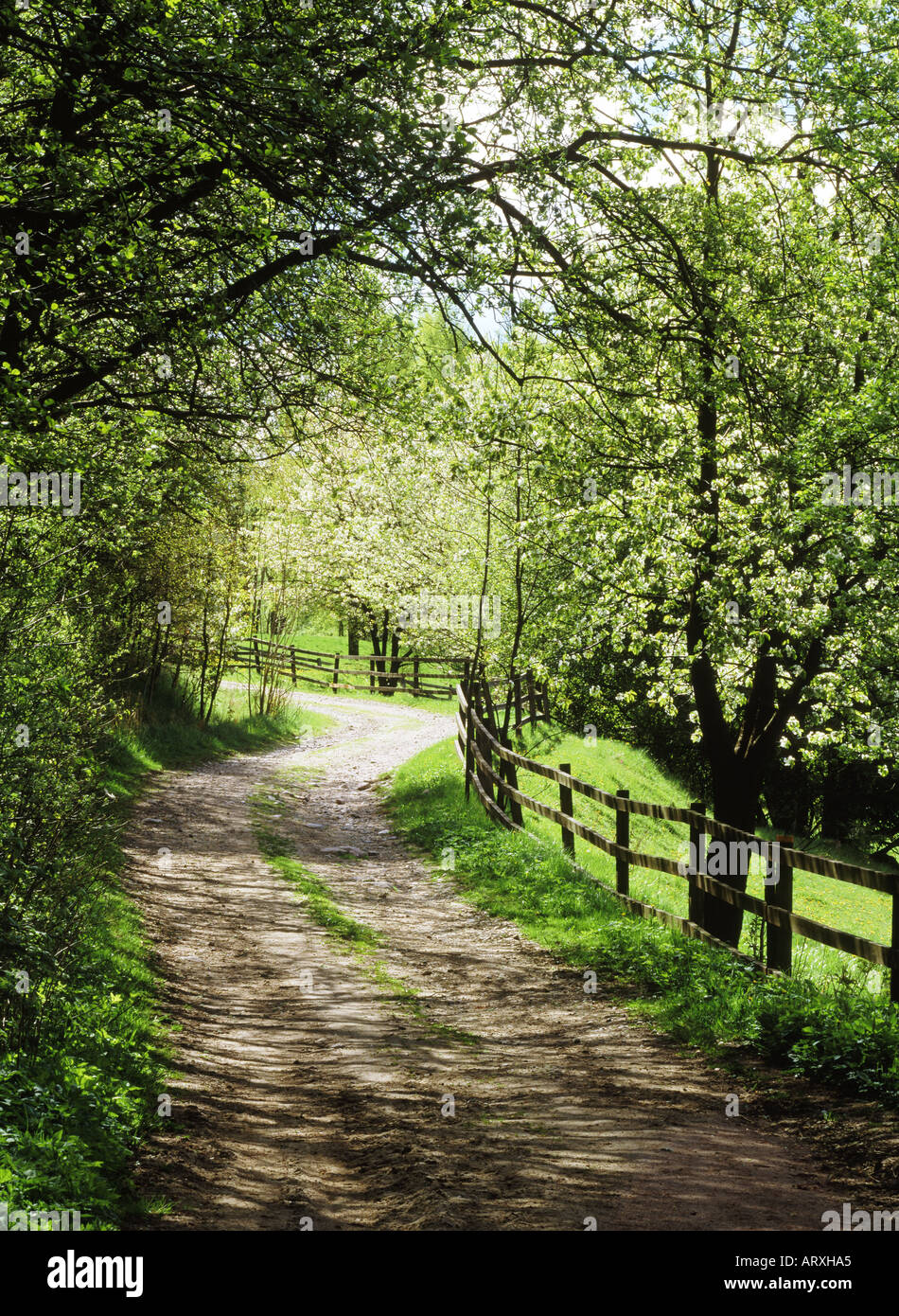 Trees and fence lining country lane in springtime in Sweden Stock Photo ...