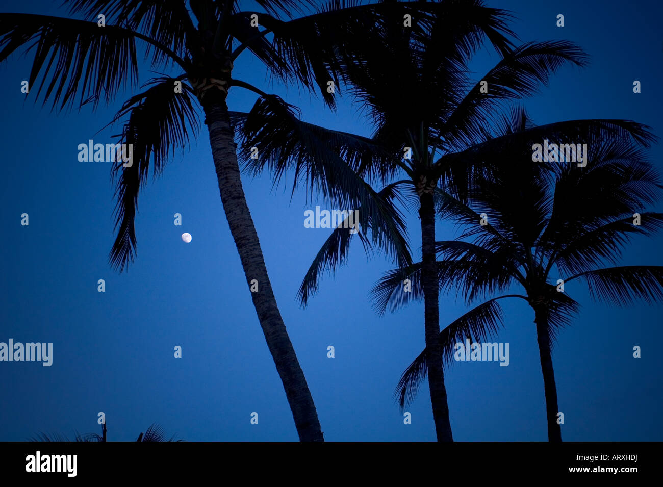 Moon under palm trees hi-res stock photography and images - Alamy